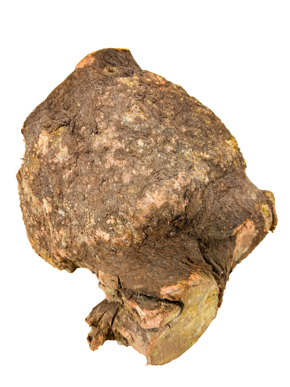 Briar, European Pipe-making Burl - 9.5" x 8" x 8" WE998 – Exotic Lumber